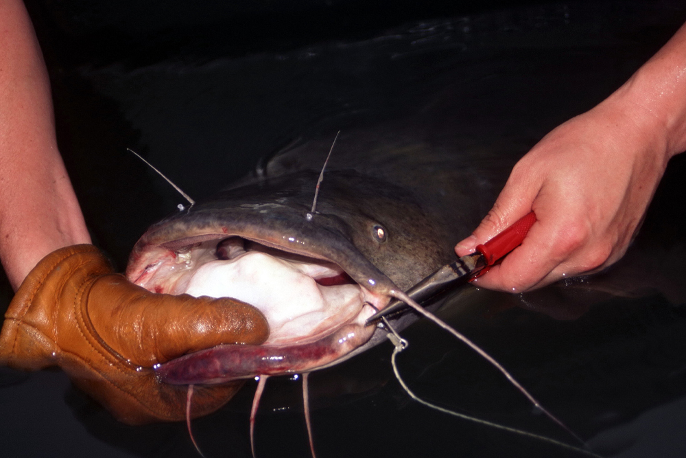 Catch-and-Release Catfishing Done Right – Catfish Now