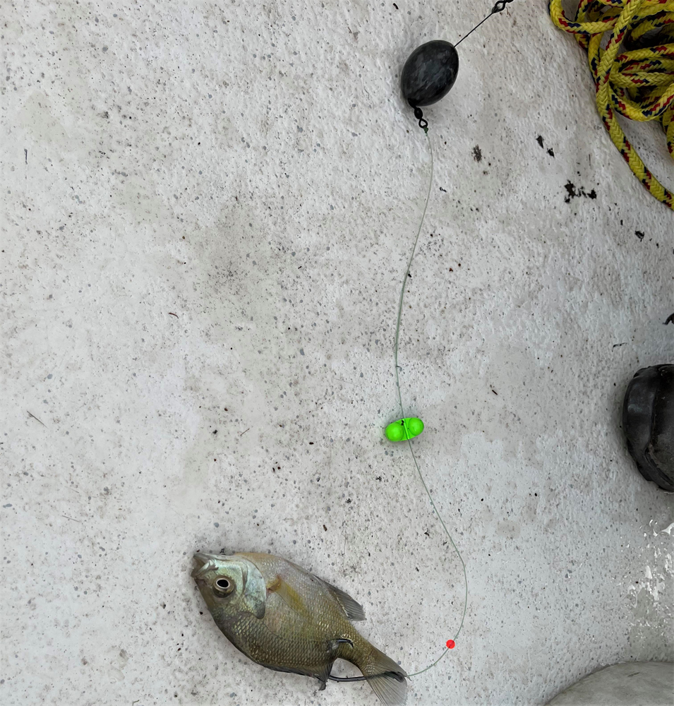 Tidal Water Tactics for Flatheads – Catfish Now