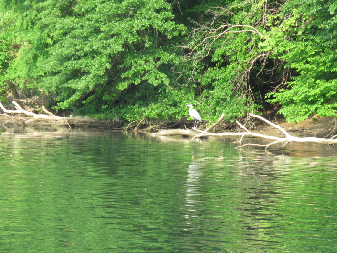 Flathead Time – Catfish Now