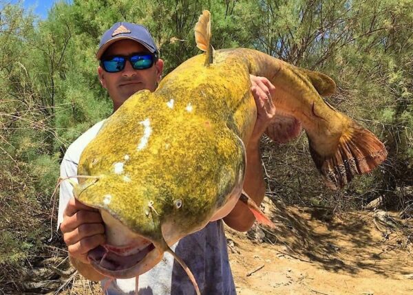 Flathead Catching Tips – Catfish Now