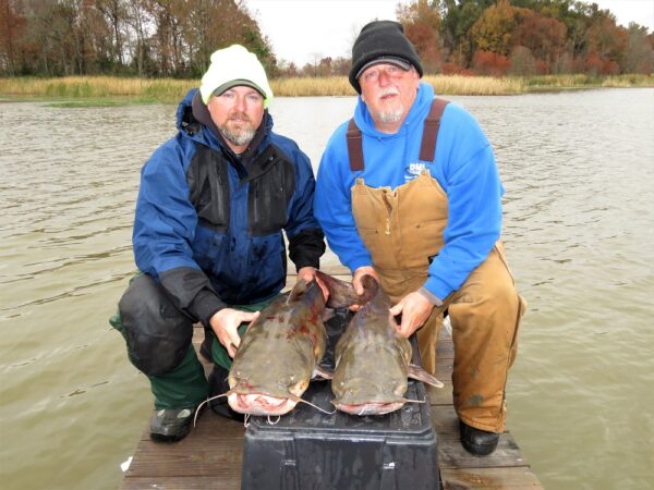 Flathead Catching Tips – Catfish Now