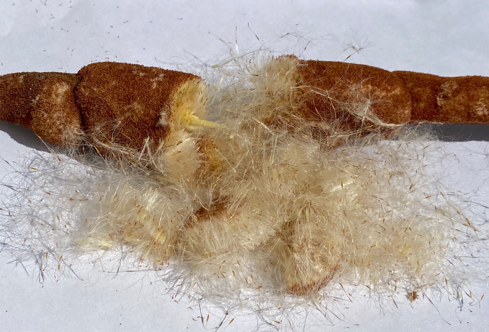 Making Stinkbait With Your Kids – Catfish Now