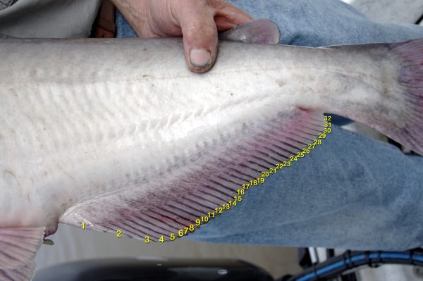 Channel Cats vs Blue Cats: Know the Difference by Capt. Richard Simms ...