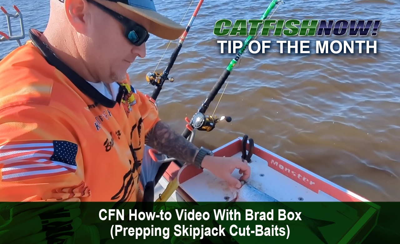 CFN How-to Video with Brad Box—Prepping Skipjack Cut-Baits - Catfish Now