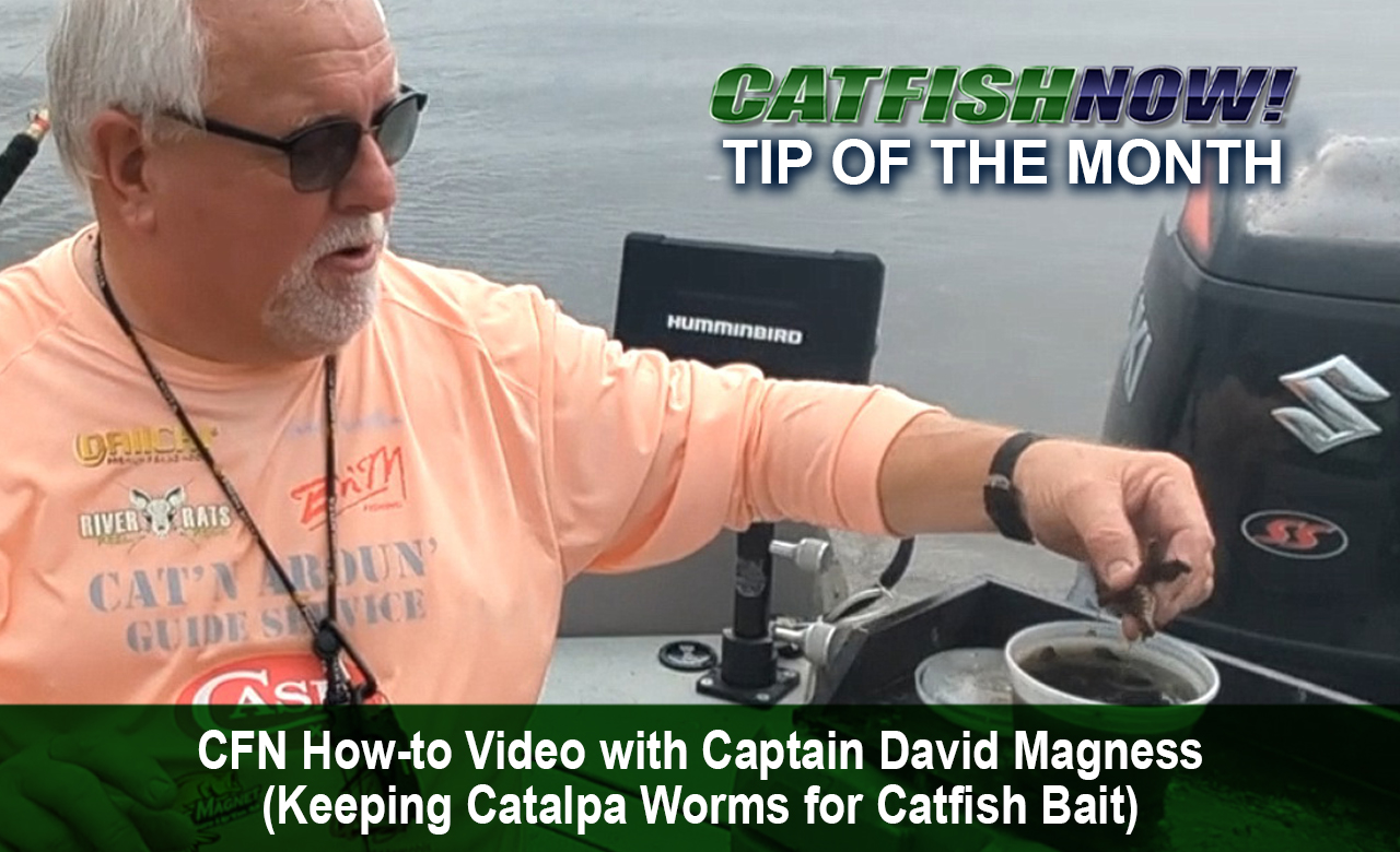 CFN How-to Video—Keeping Catalpa Worms for Catfish Bait - Catfish Now