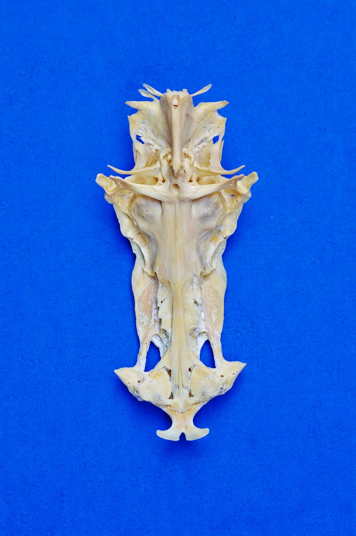 Page From the Past: Conrad Lantz & The Legend of the Crucifix Fish By ...