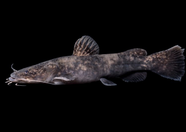 Catfish Conservation - Catfish Now