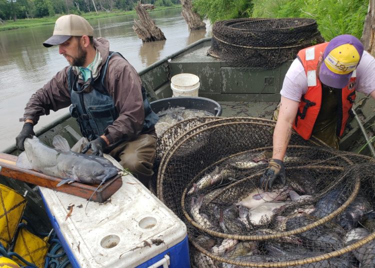 Catfish Conservation - Catfish Now