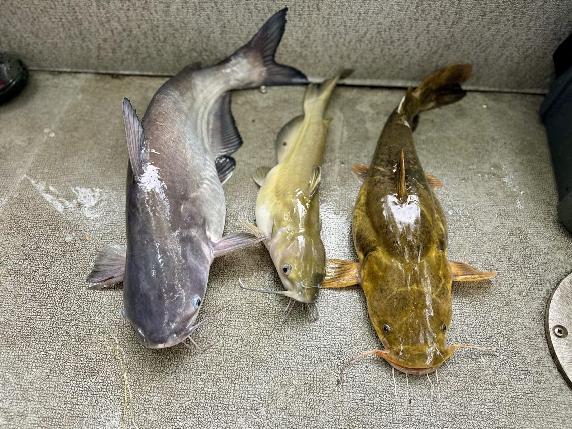 Alabama River Trifecta By Anietra Hamper - Catfish Now